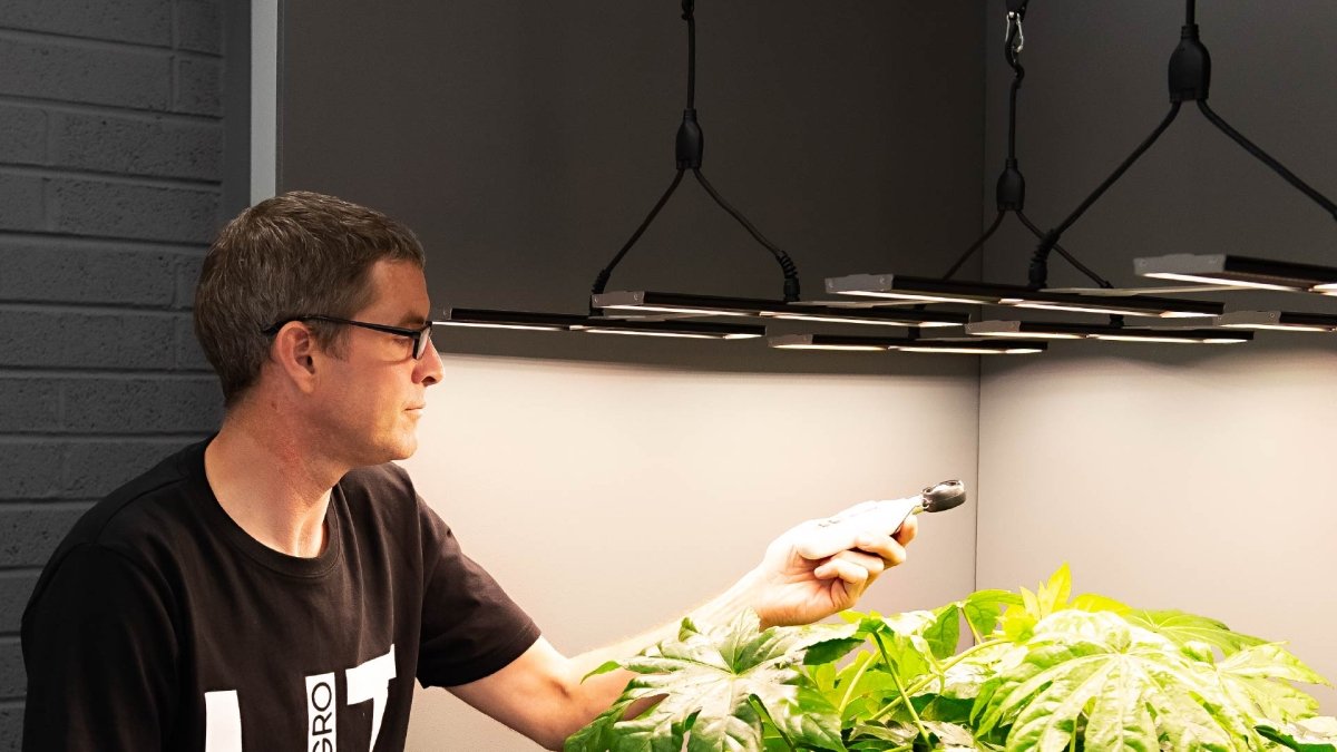 Best Grow Room Conditions For Maximum Yield | Temperature, Light & CO2 ...