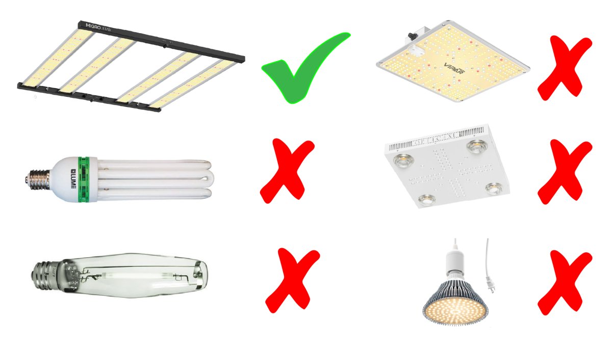 What is the best grow light for indoor plants? – MIGROLIGHT