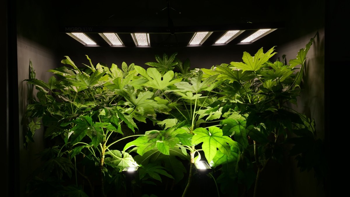Intra Canopy grow lights – MIGROLIGHT